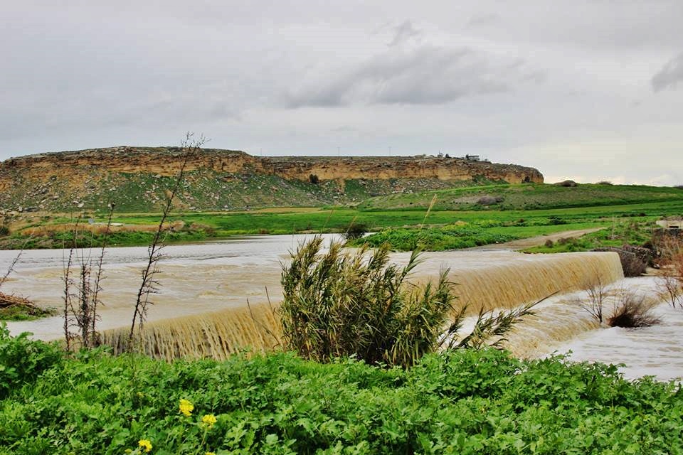 Biodiversity of Cyprus by NGO Protection of the Natural Heritage and ...