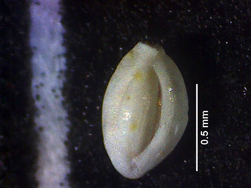 Fossils and Other Living Things: Ensnared in the Paris Basin