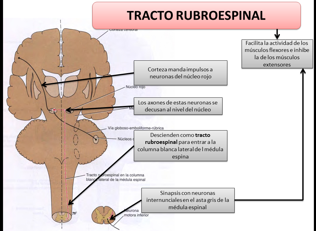 Fisiología Básica - Gabriel Olmeda: Vías Descendentes, Neuronas Motoras ...