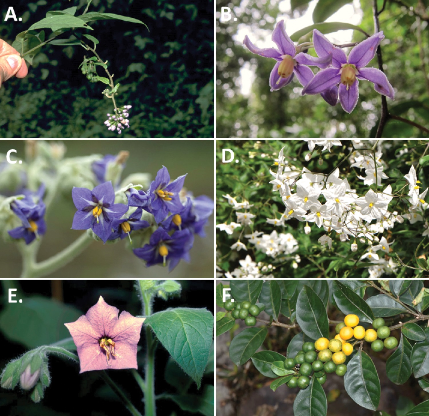 Species New to Science: [Botany • 2019] Dichotomous Keys to the Species ...