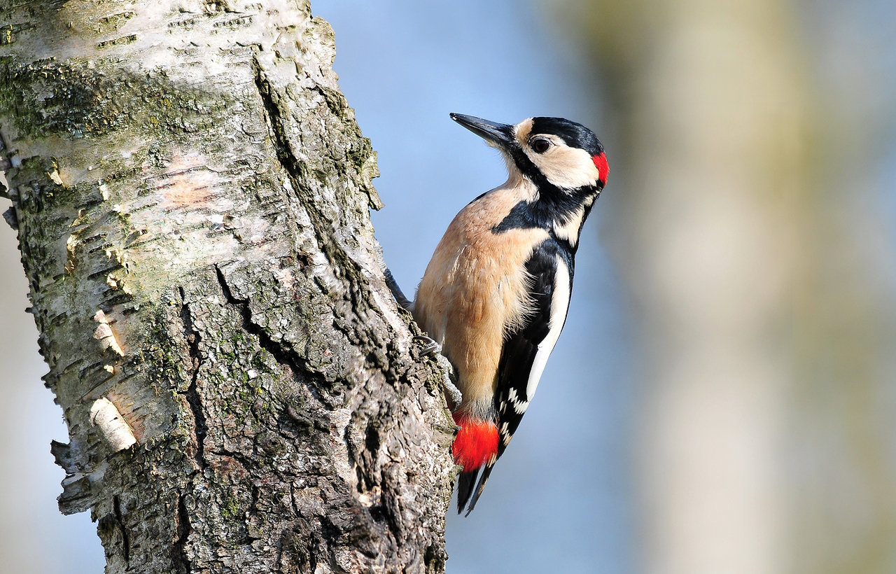 Jozef van der Heijden - Natuurfotografie: De Grote bonte specht