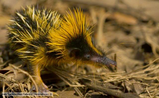 LOWLAND STREAKED TERNEC photos - wallpapers | the fun bank