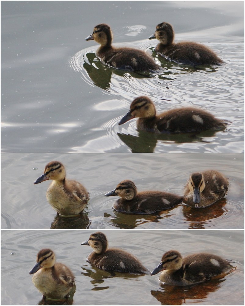 Perjantain lintukuvat