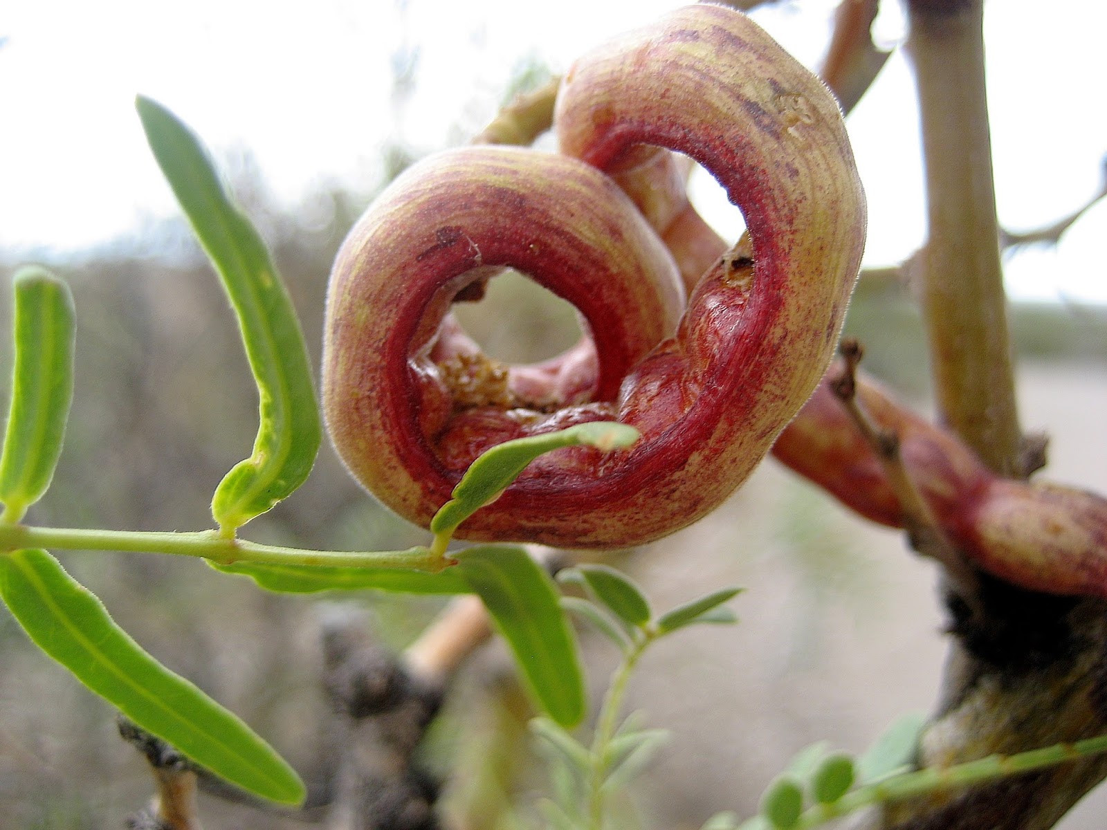 Living Rootless: Alamogordo: Curly bean plant