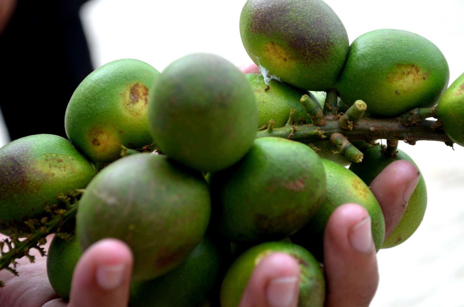LENGKENG PAPUA YANG MEMPESONA ~ MY EXECUTIVE CHEF
