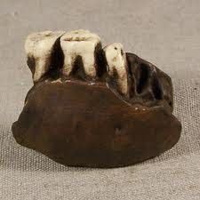 Ancient Humans in Indonesia ~ Inilah Indonesia