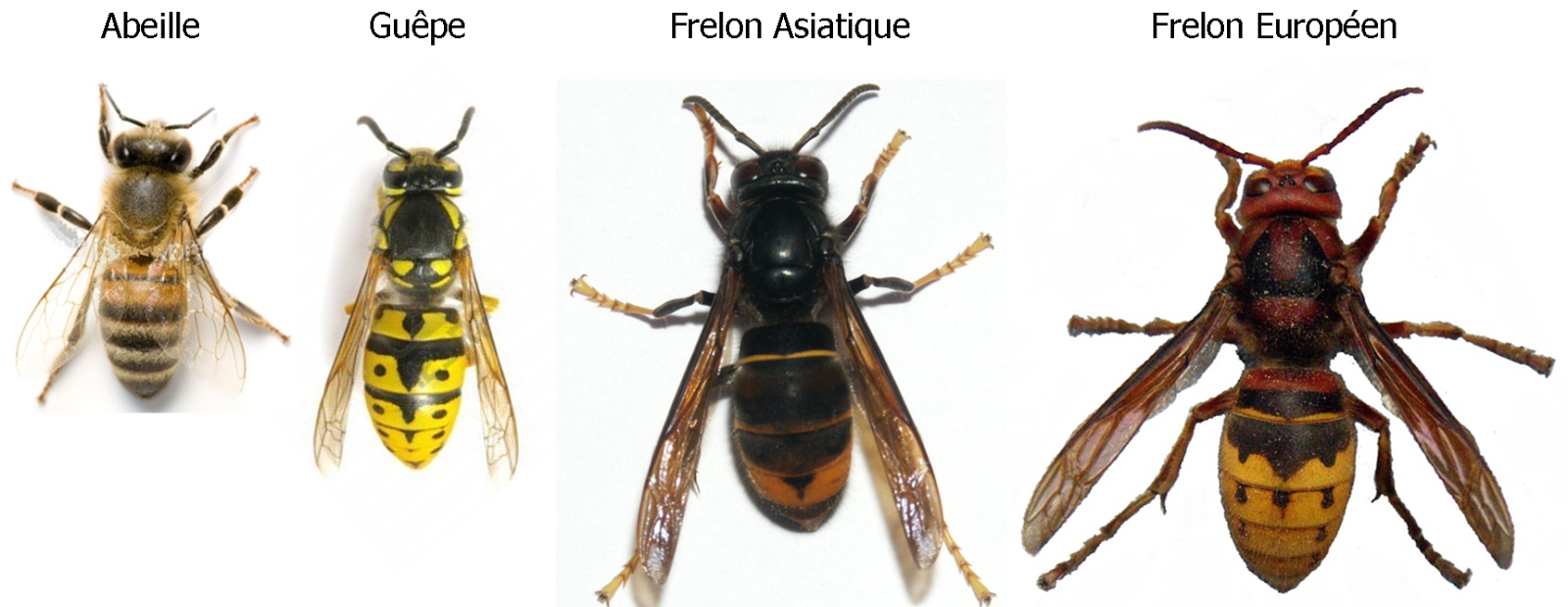 Abat Frelons et Guêpes: Abeille - Guêpe - Frelon Asiatique - Frelon ...