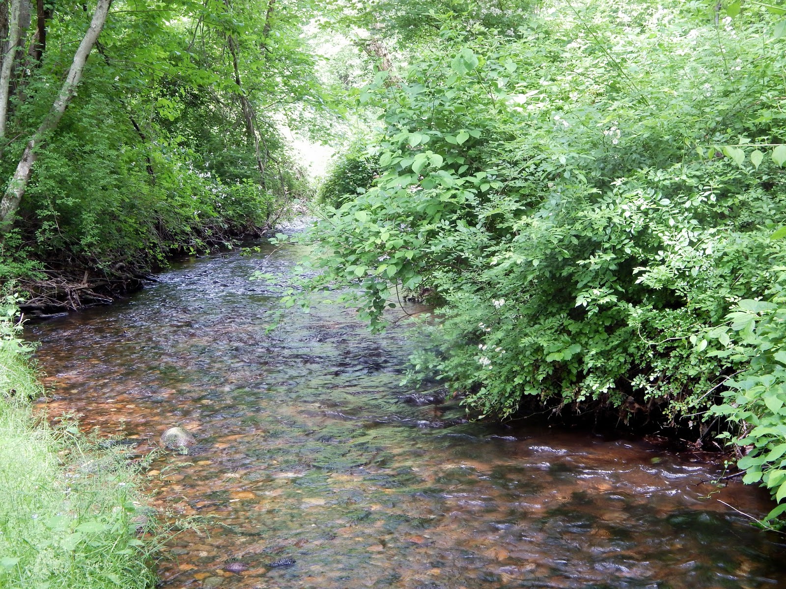 Small Stream Reflections: Connecticut Brook Trout, Catskill Flies, And ...