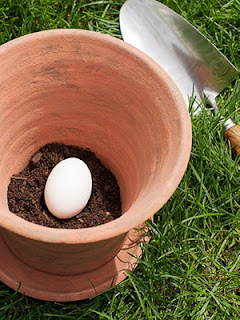 Don't Pin That: Whole Egg Compost