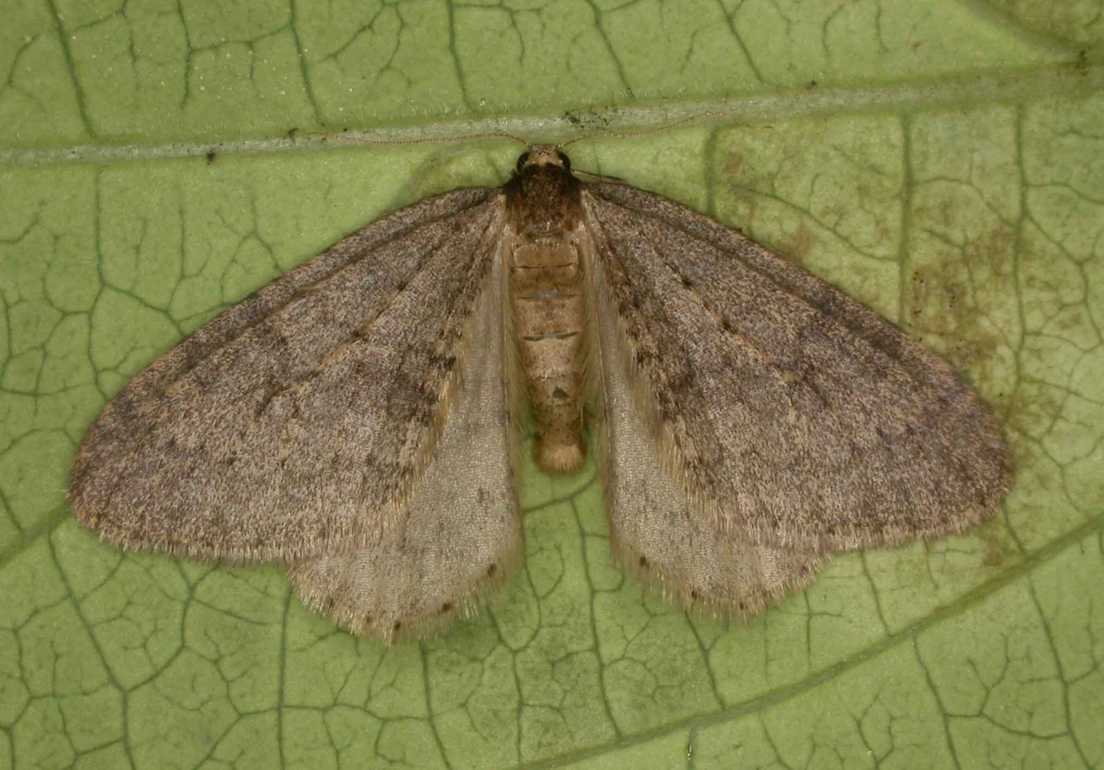 Darley Dale Wildlife: Still a few moths flying