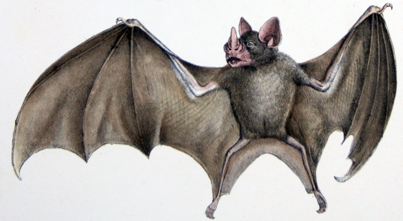Every Day Is Special: April 17, 2012 - Bat Appreciation Day