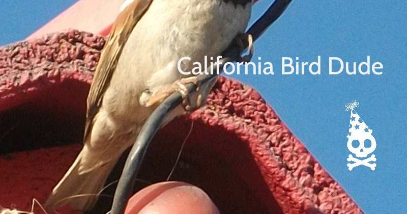 California Bird Dude by Farrell Hamann: California Bird Dude