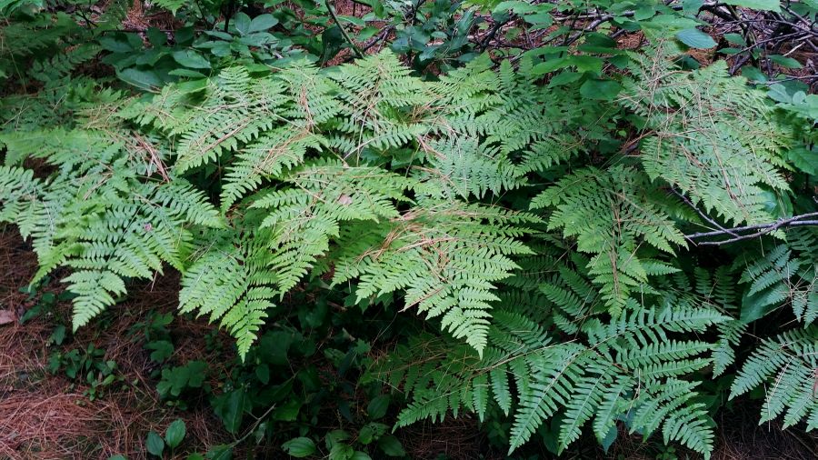 Future Plants by Randy Stewart: Thelypteris Ferns
