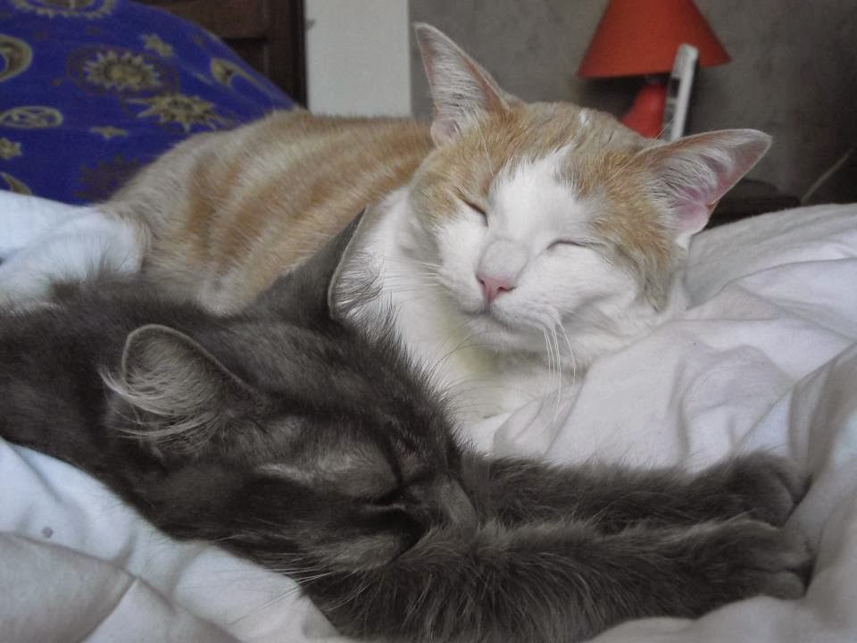 [Vidéo du Jour] - Deux chats inséparables ! ~ Un Oeil Sur Tout