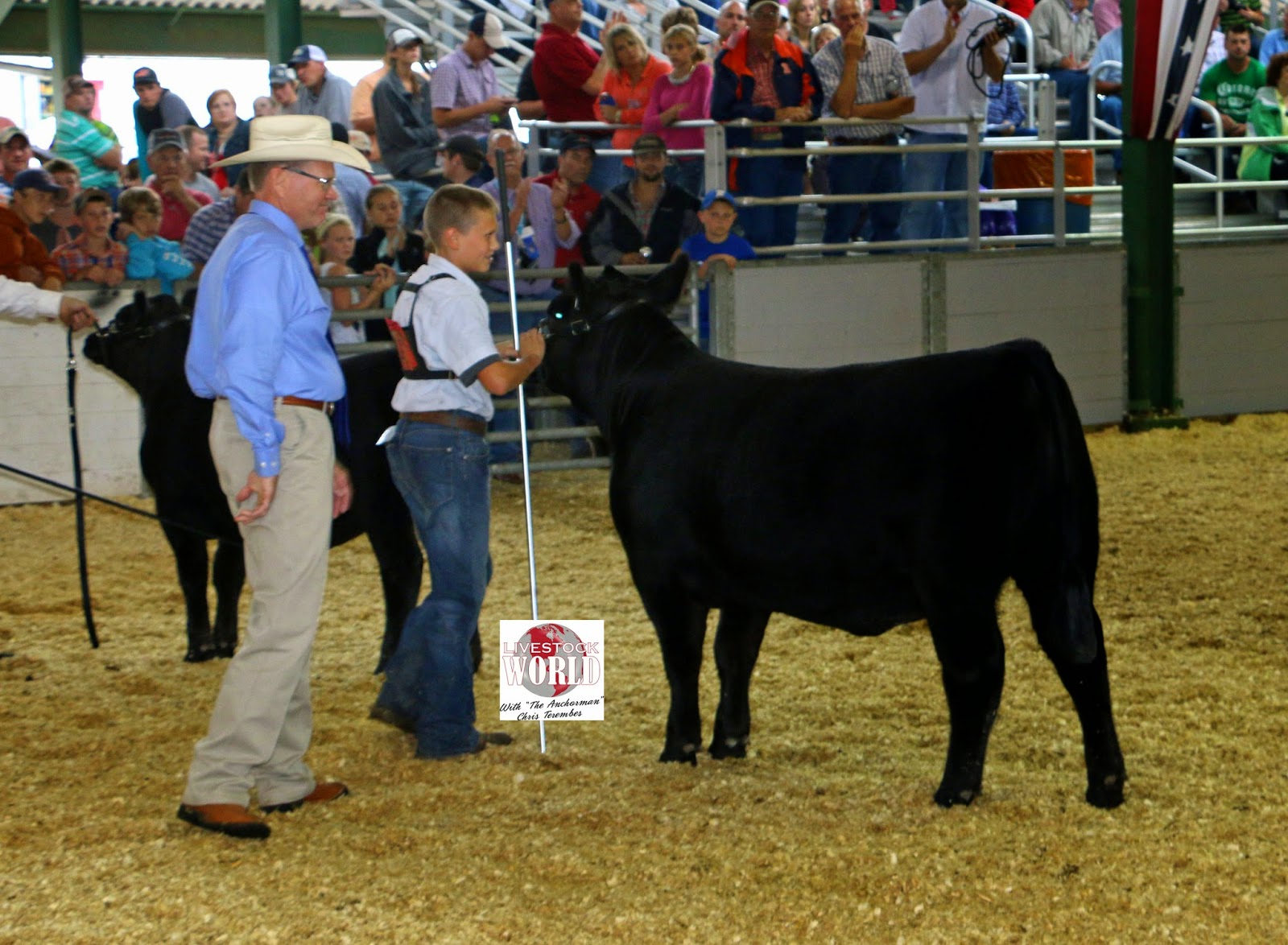 Executive Sires, Inc.: 2014 Illinois State Fair - Champion Angus ...