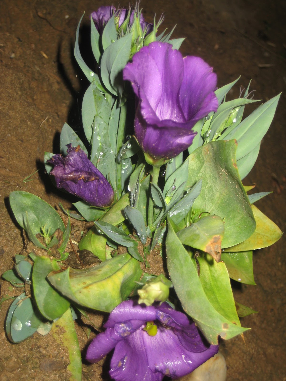 Biało-fiolet: Eustoma (Eustoma grandiflorum)