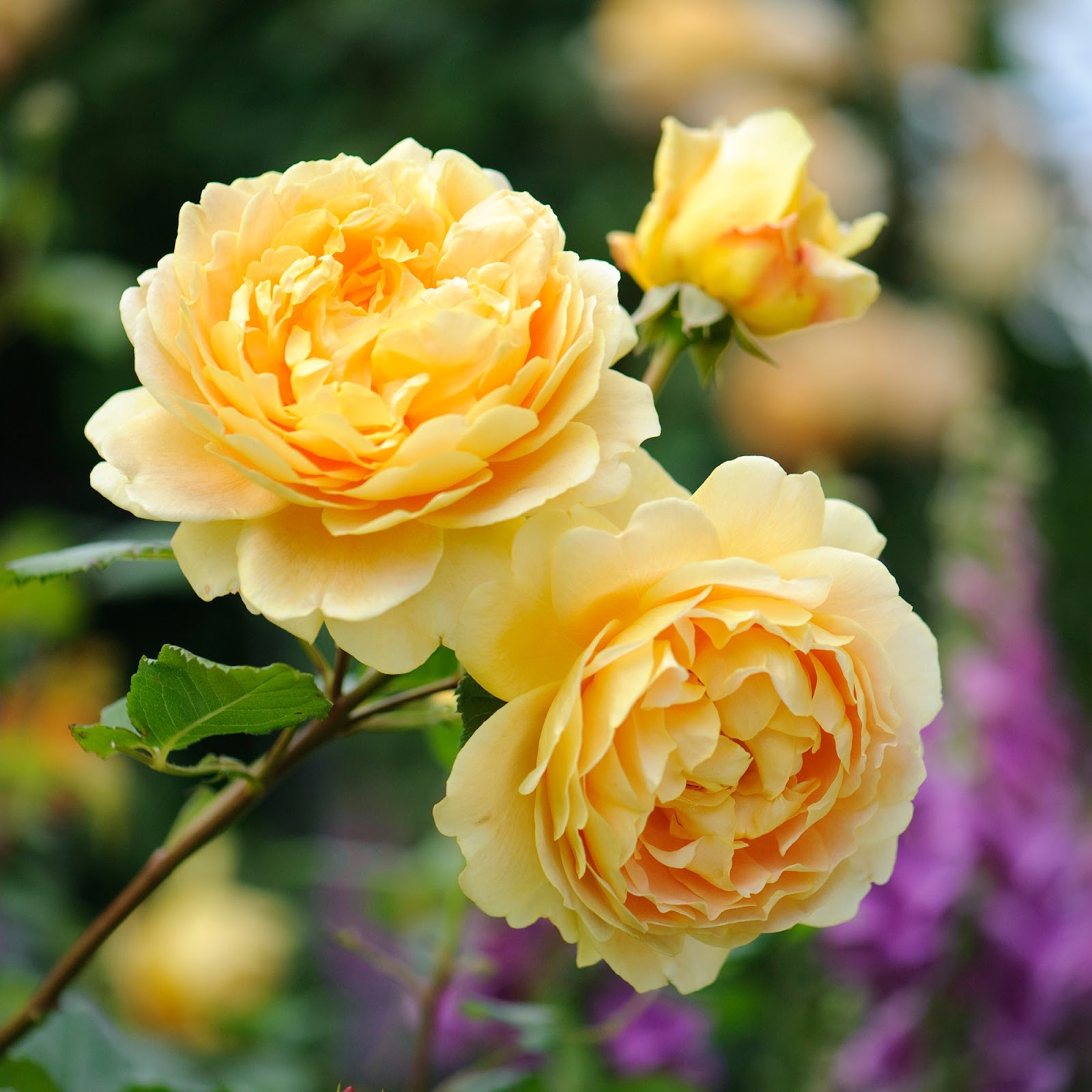 Fernando Ruz: David Austin Rose Garden