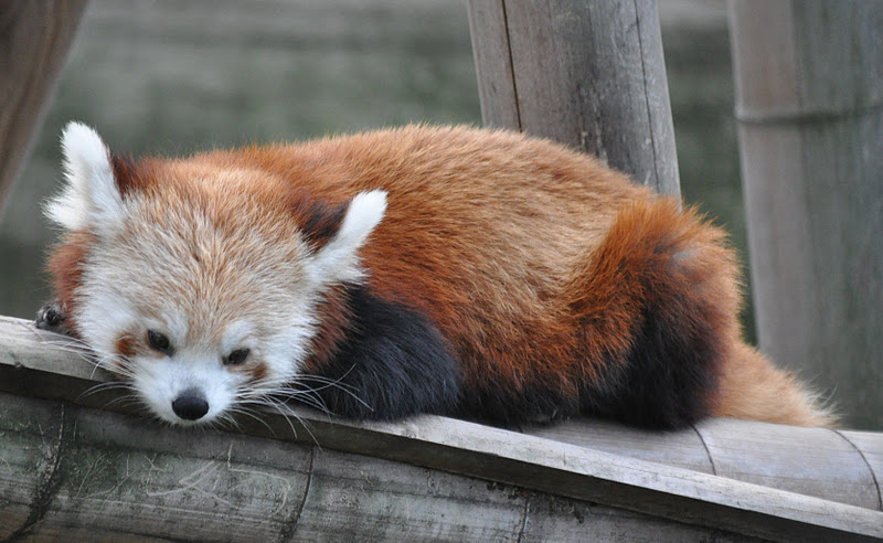 ZOOTOGRAFIANDO (6.100 ANIMALS): PANDA ROJO O PANDA MENOR / RED PANDA ...