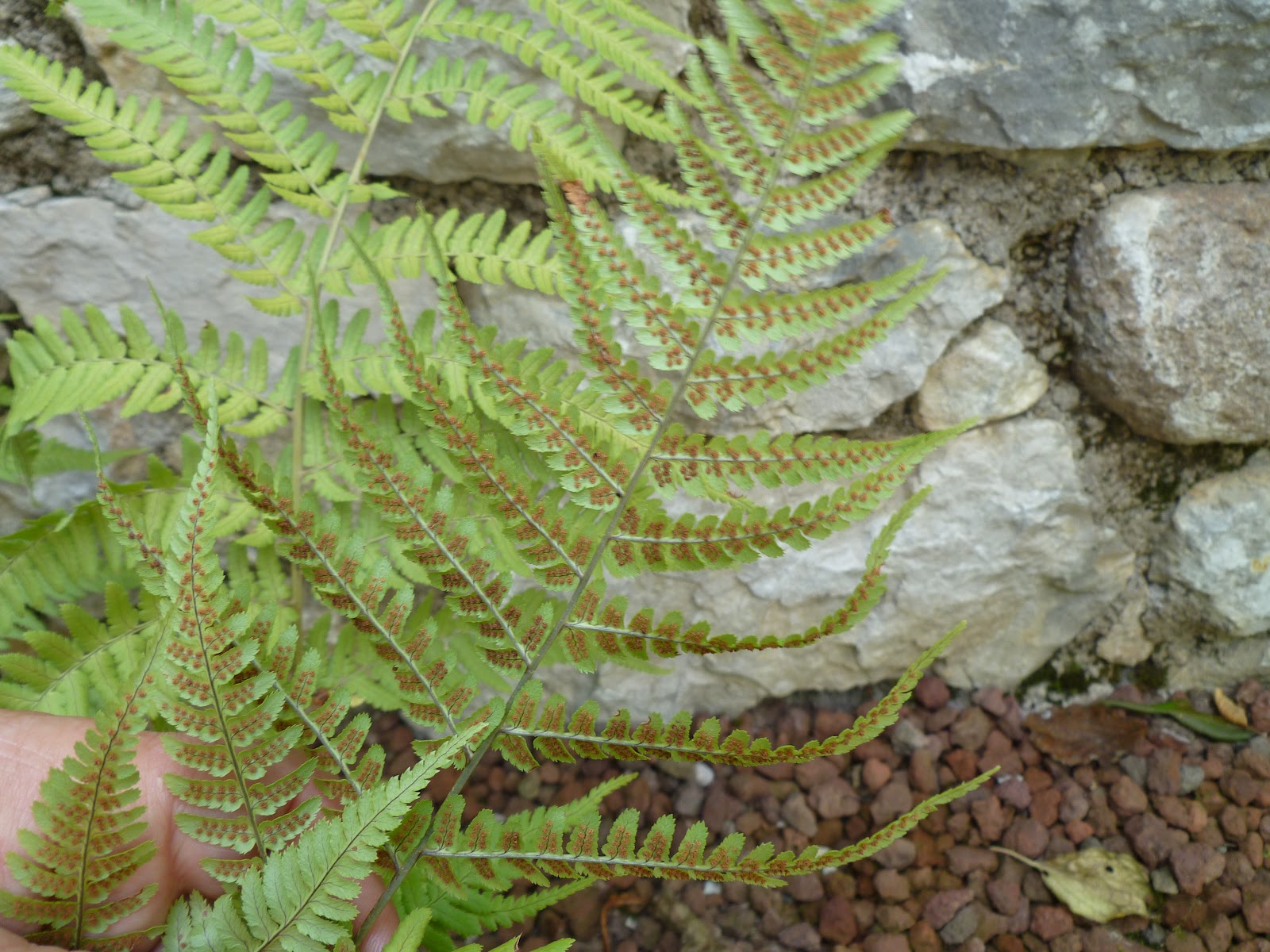 Arboreto - Brentonico