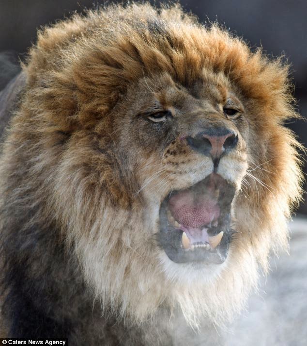 Four legged friends (and enemies): Frosty reception: Lion unimpressed ...