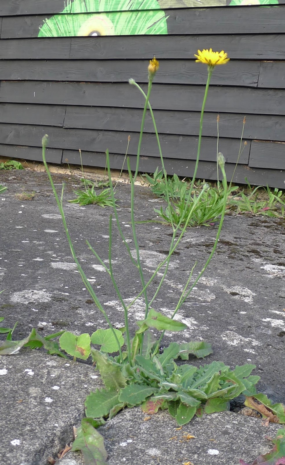 Violets and others: Cat's-ear