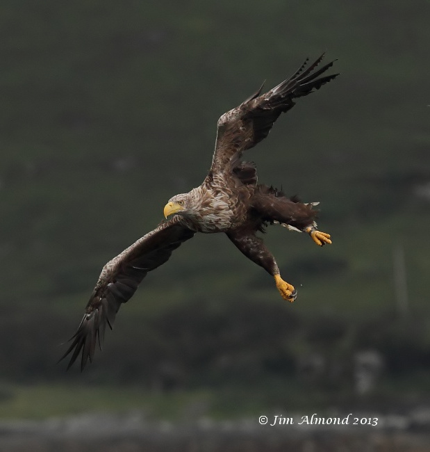 Shropshire Birder: Mull - White tailed Eagles take 1