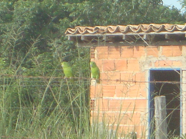 MamAves Minas: Pionus maximiliani (Maitaca-verde)