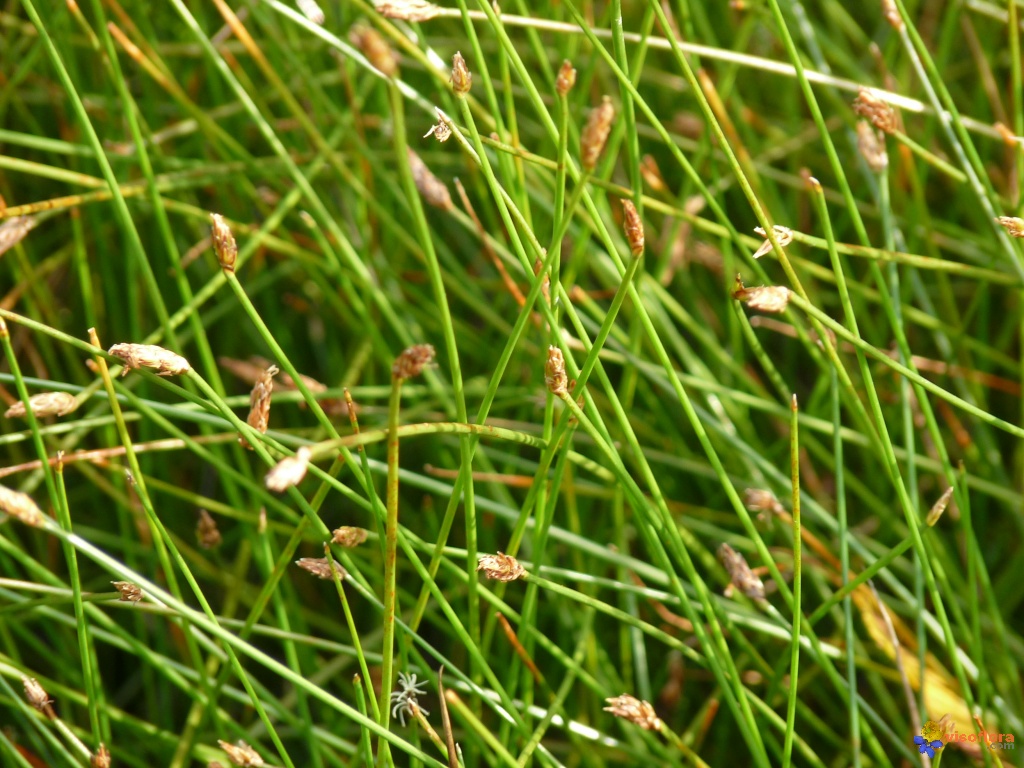 Anatomie Des Tiges - Biologie