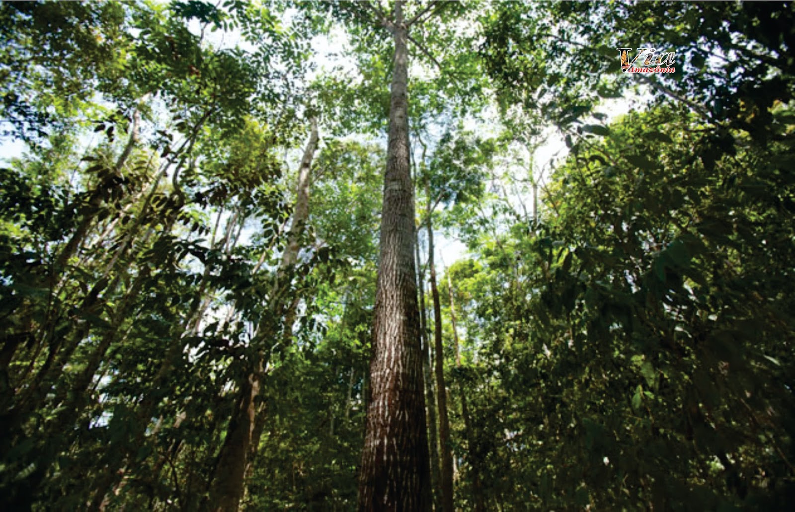 BIBOCA AMBIENTAL : FLORESTA AMAZÔNICA A MAJESTADE EQUATORIAL
