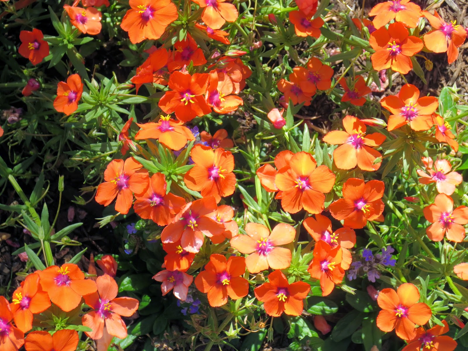 Late to the Garden Party: My favorite plant this week: Anagallis ...