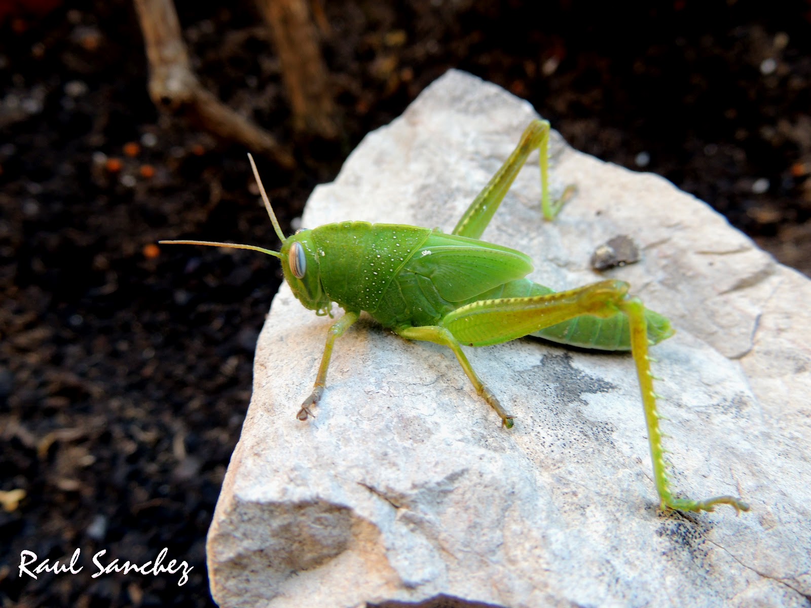 Naturaleza Viva : Saltamontes ( Caelifera )
