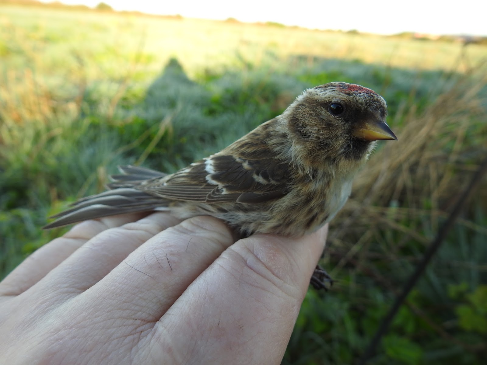 The Hairy Birder: Buzzy!
