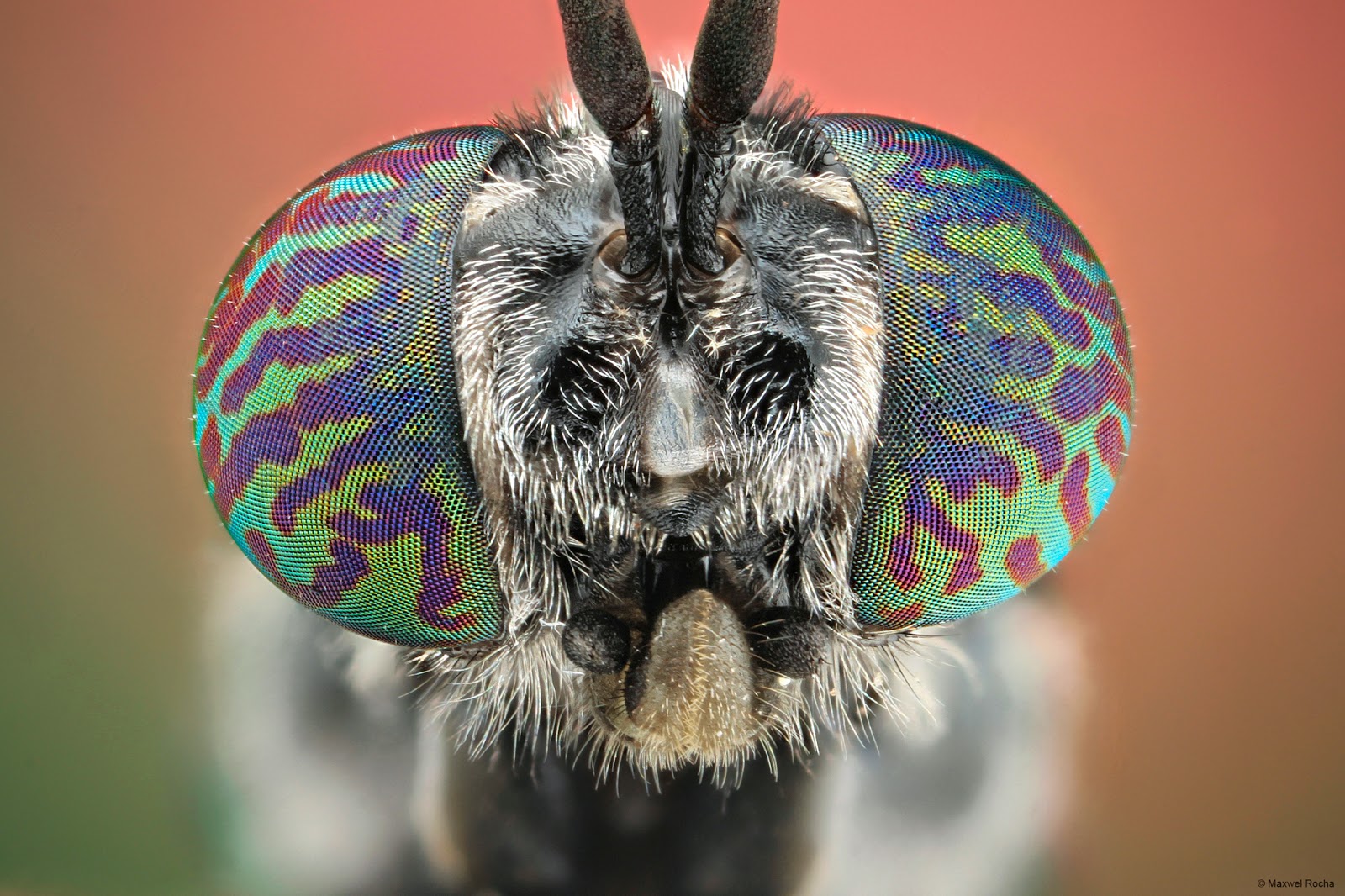 Macrofotografia por Maxwel Rocha: Moscas (Dípteras)