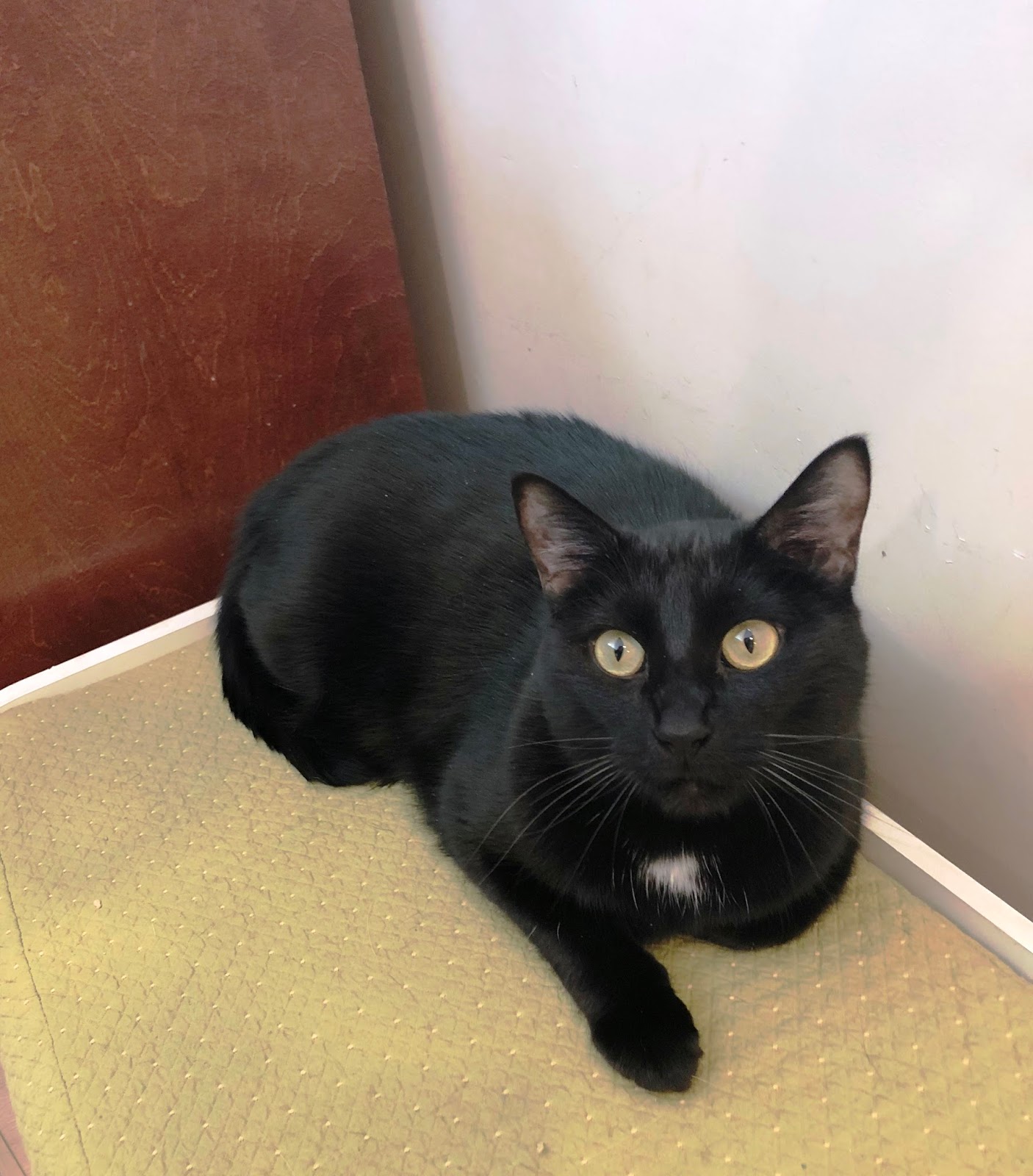 Progressive Charlestown: Kitty of the week