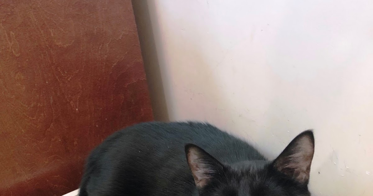 Progressive Charlestown: Kitty of the week