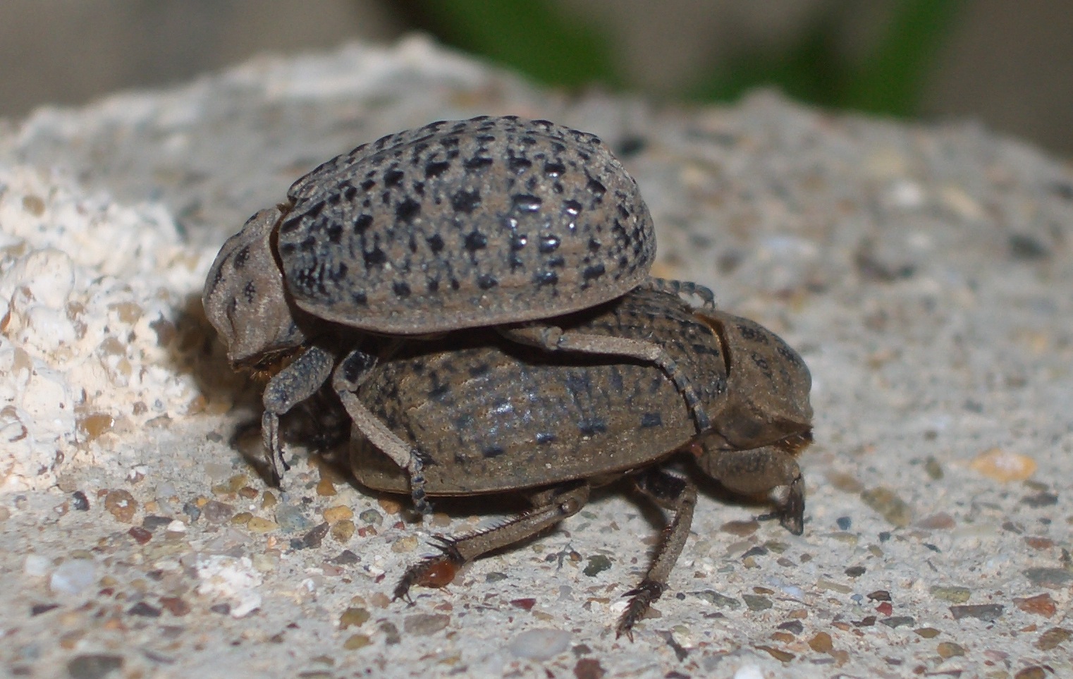 Big Bend - Texas Nature: Desert Ironclad Beetles