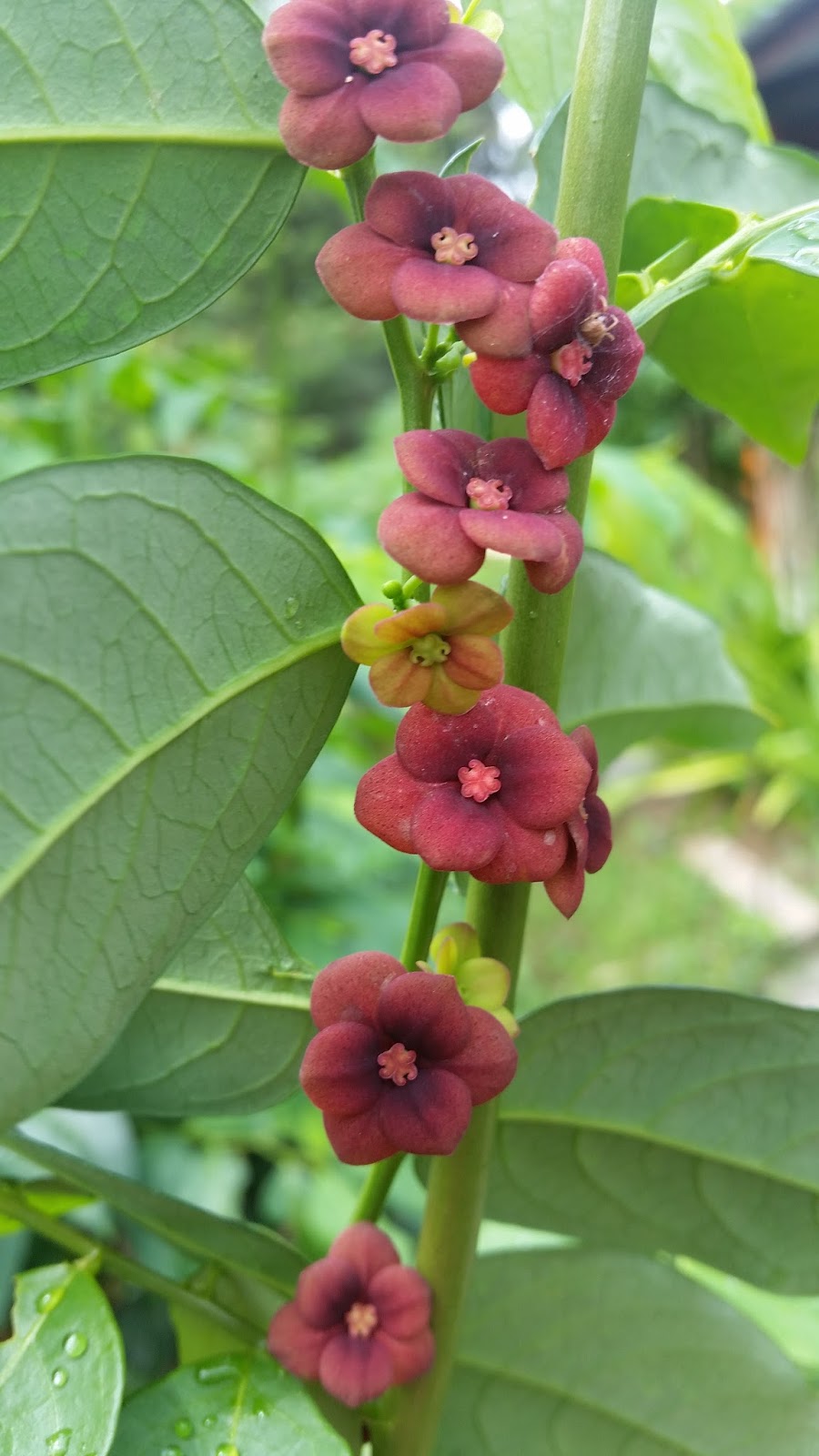 Warisan Petani: Pokok Cekur Manis.