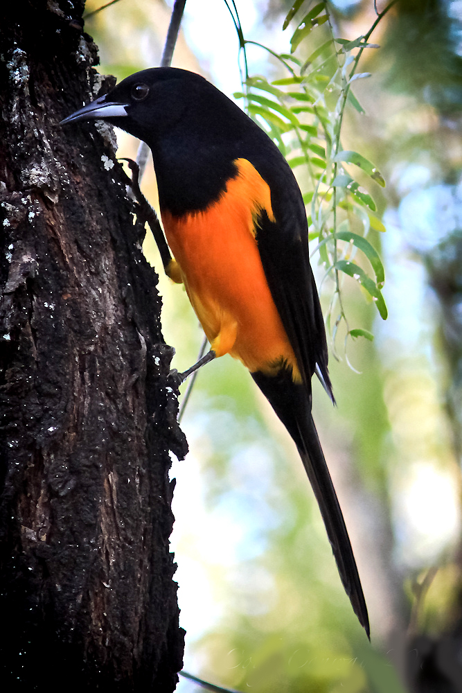 Bellas Aves de El Salvador: Icterus wagleri (chiltota de cabeza negra ...