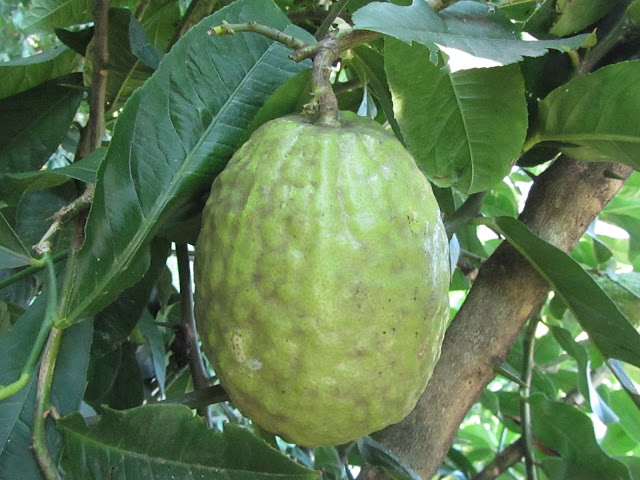 Cedro (Citrus medica), il Progenitore di Molti Agrumi - Coltivazione e ...