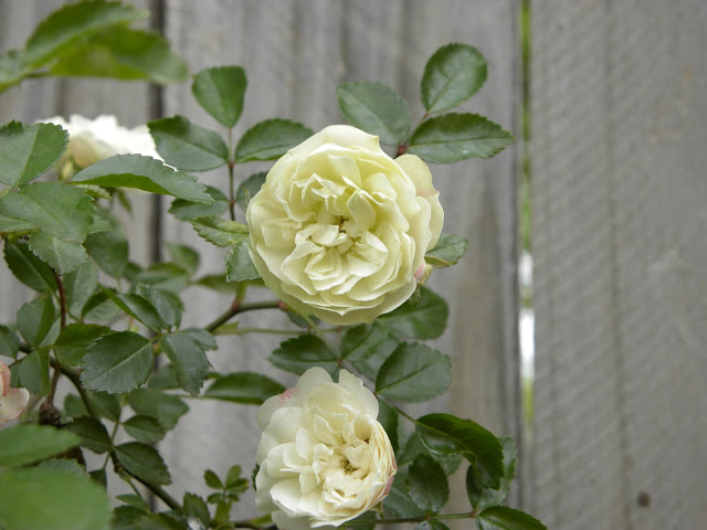 rare flowers/useful plants: Rare Green Roses