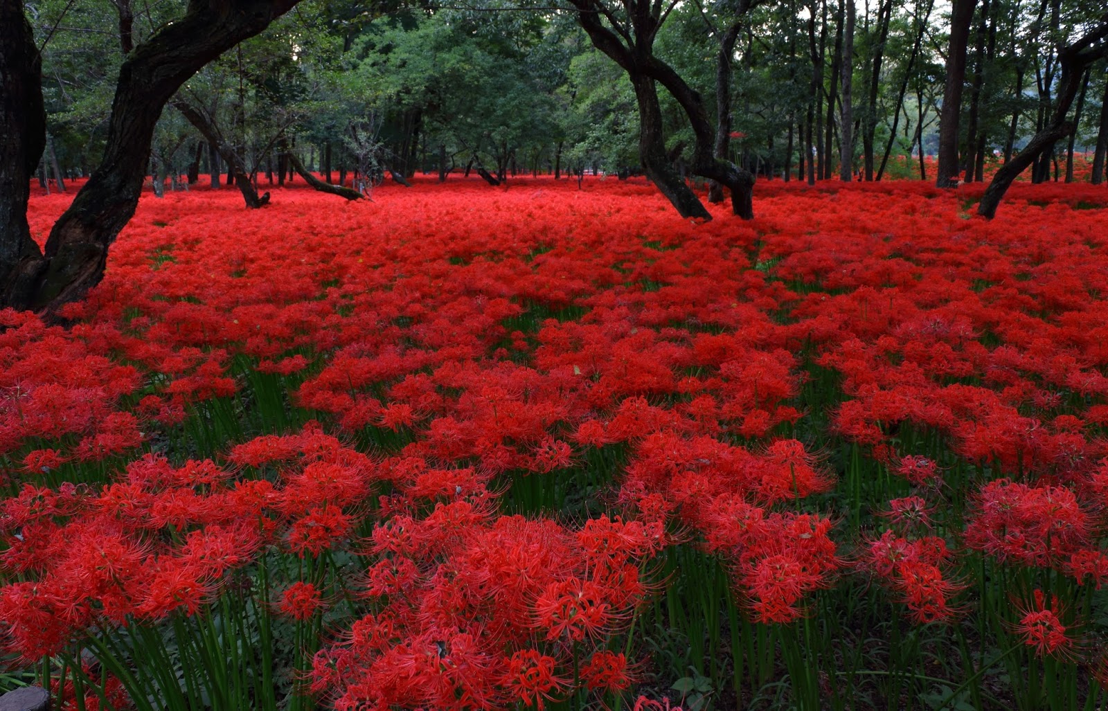 日本・Japan: Die todesblümeligen Spinnenlilien in Kinchakuda - Kamo ...