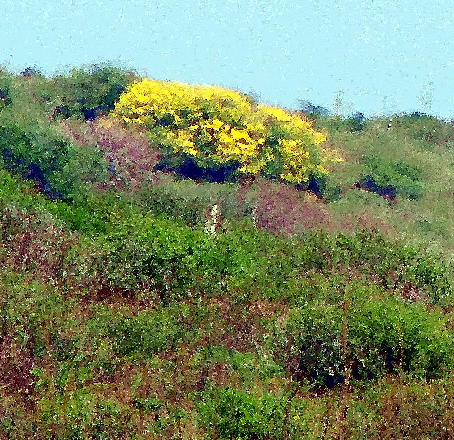 Hiking Curaçao - Flora and Fauna: Kibra Hacha weer in bloei!