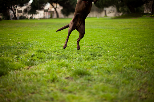 best photos 2 share: Awesome Jumping Dog Pictures