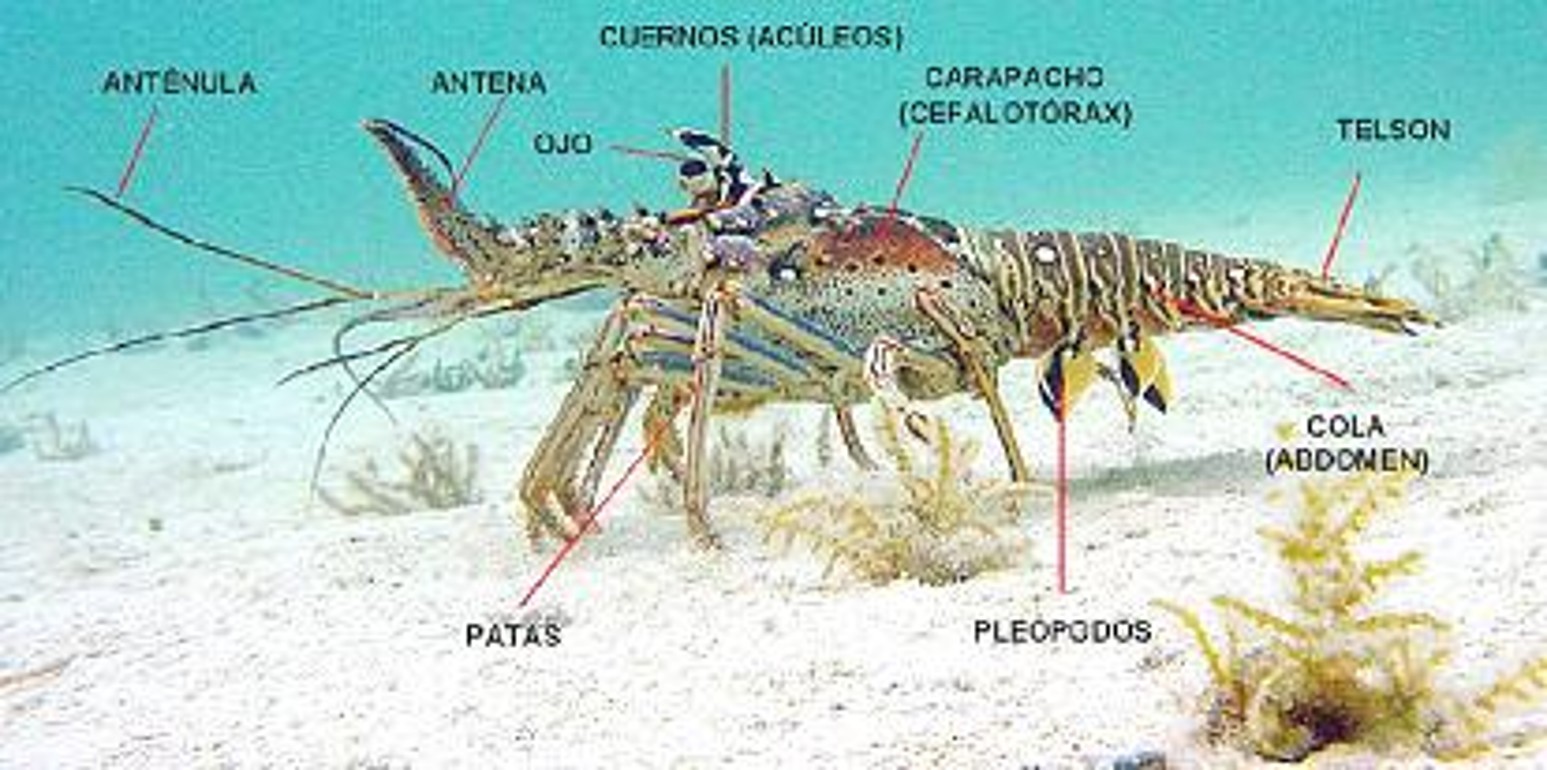 Langosta espinosa: Panulirus argus spp