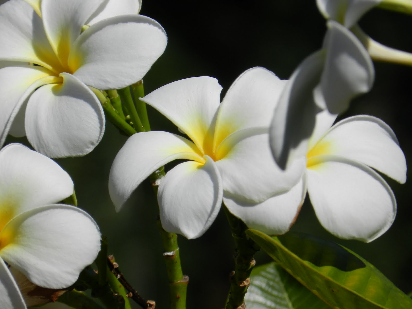 les breizh, tiho tea: Légende et fleurs de tahiti nui et presqu'île ...