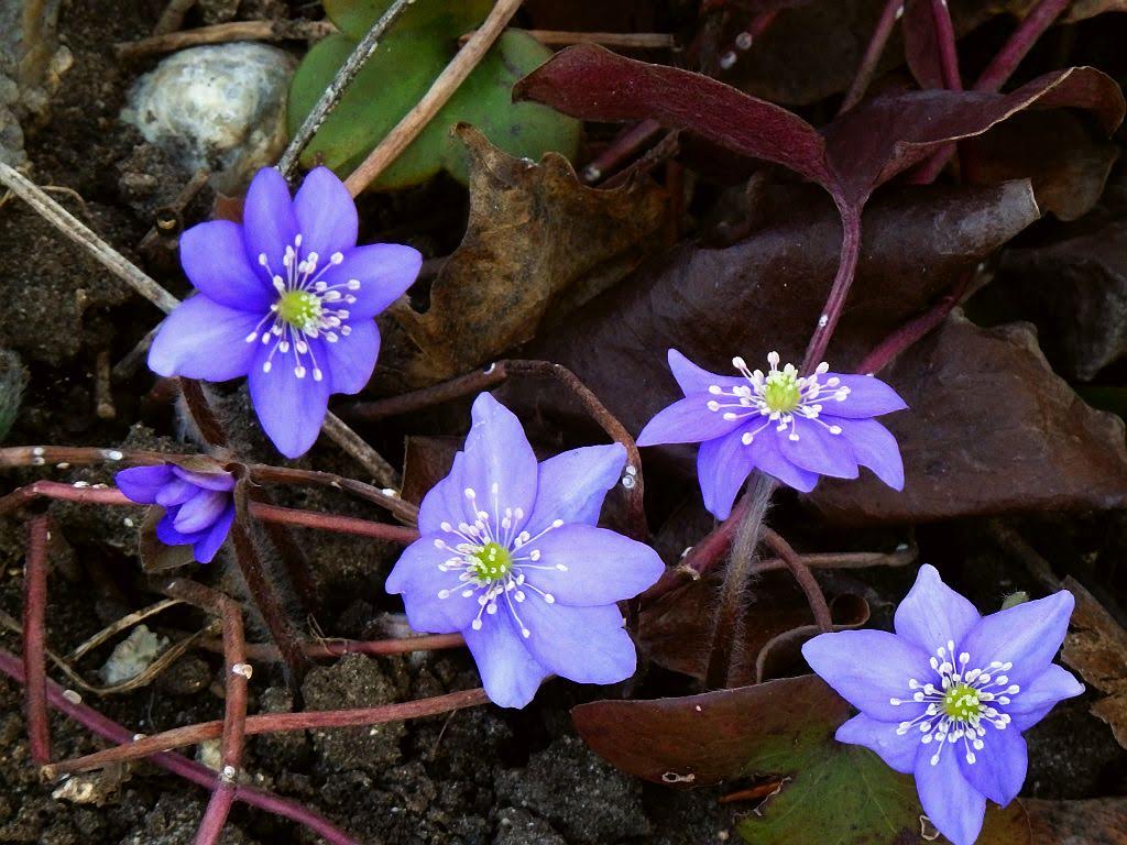 KERTIMÁDÓ: Kora tavaszi virágok és naplemente