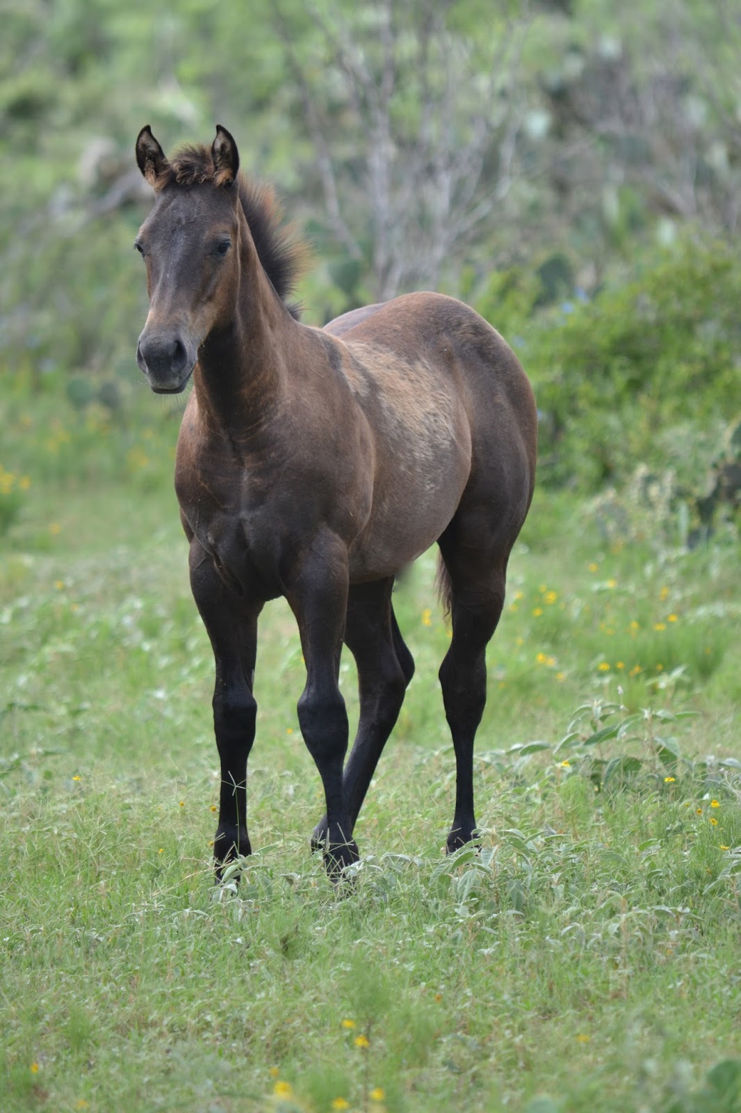 The Good Life.... Meanderings of a happy girl!: Horse Love