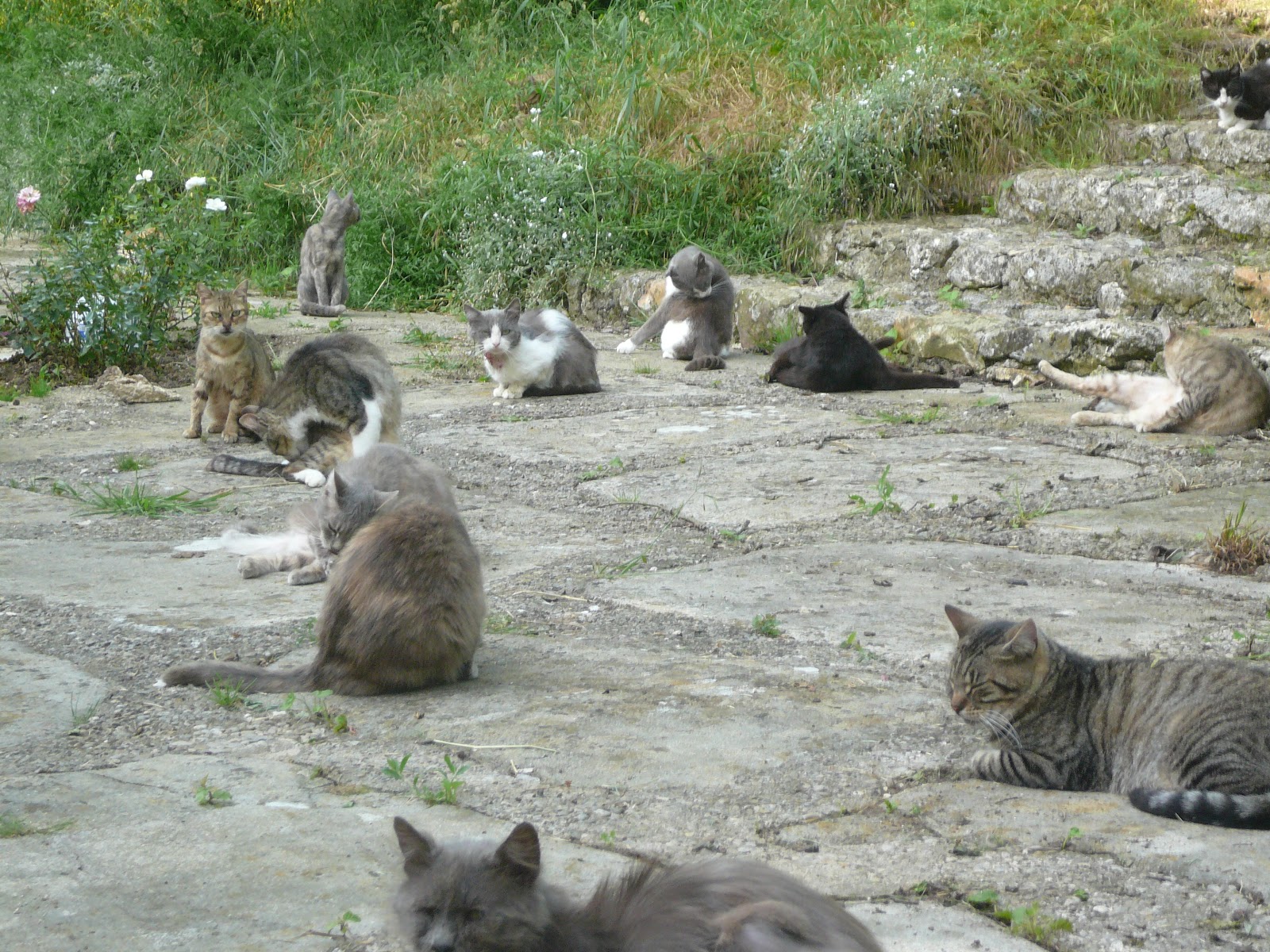 L'association Le chat des champs: Bienvenue sur le site de l ...