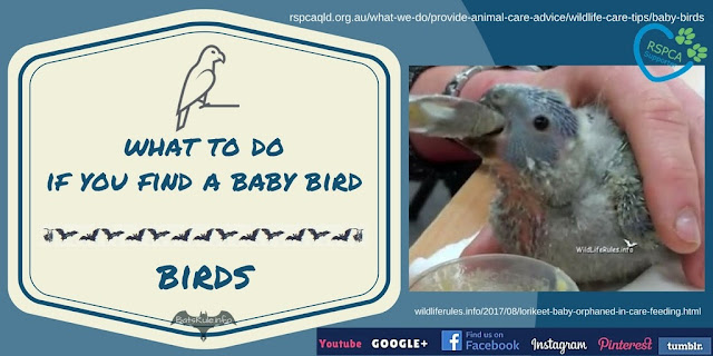 Rescue | RSPCA | What to do if you find a baby bird