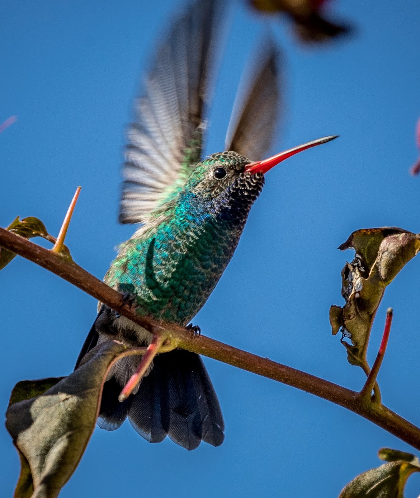 Feather Tailed Stories: Broad-billed Hummingbird